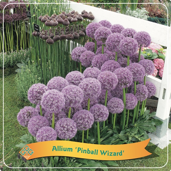 Allium 'Pinball Wizard' | Erica Garden
