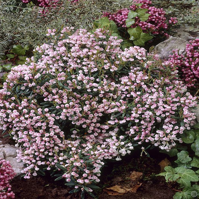 Andromeda polifolia 'Compacta' | Erica Garden
