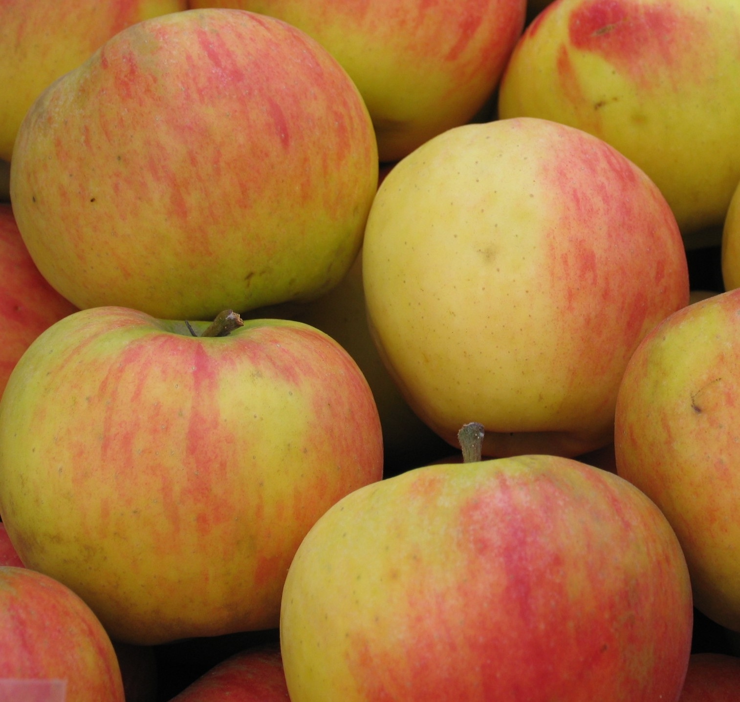 Appel 'ELSTAR' | Erica Garden