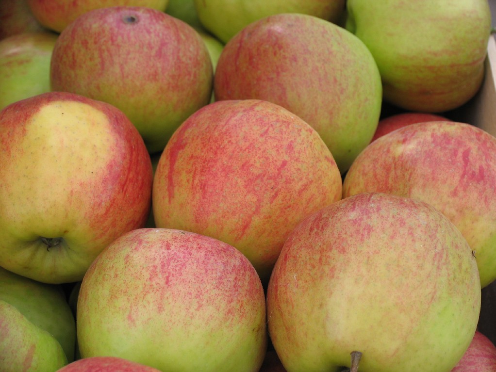 Appel 'JONAGOLD' | Erica Garden