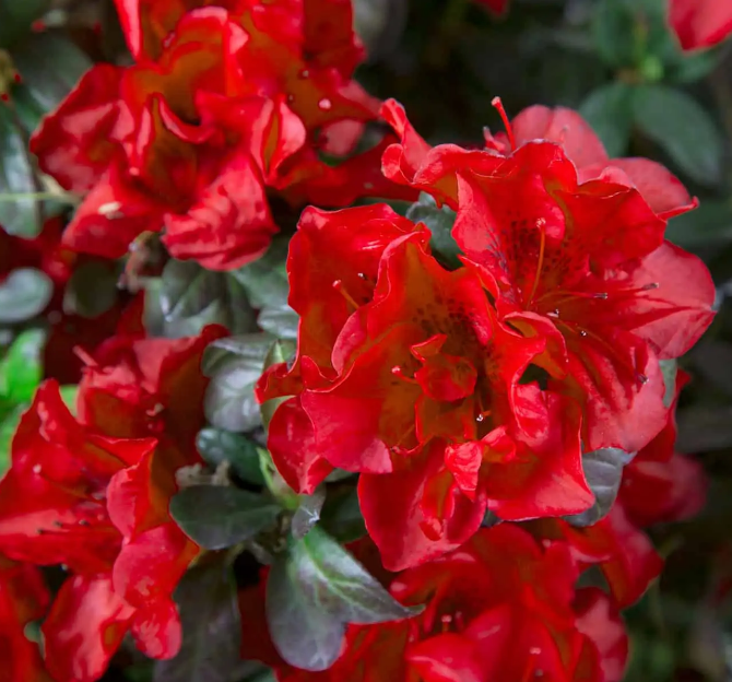 Azalea Encore® 'Autumn Fire' | Erica Garden
