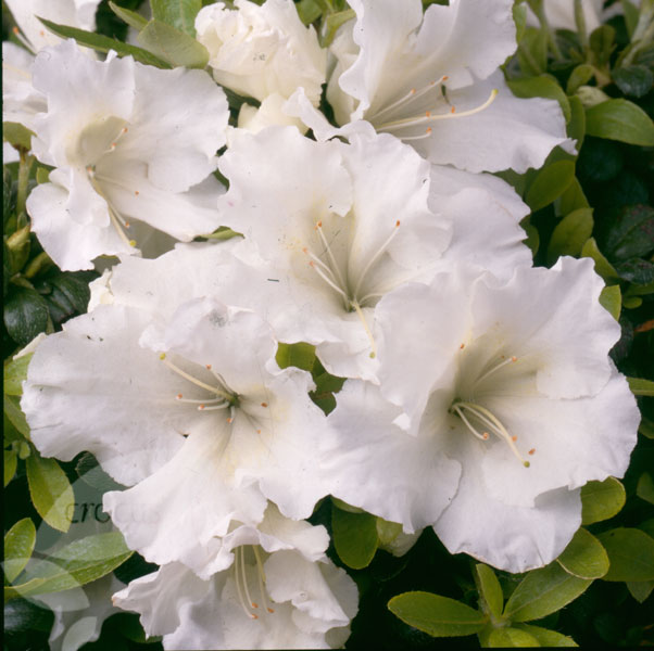 Azalea jap. 'Pleasant White' | Erica Garden