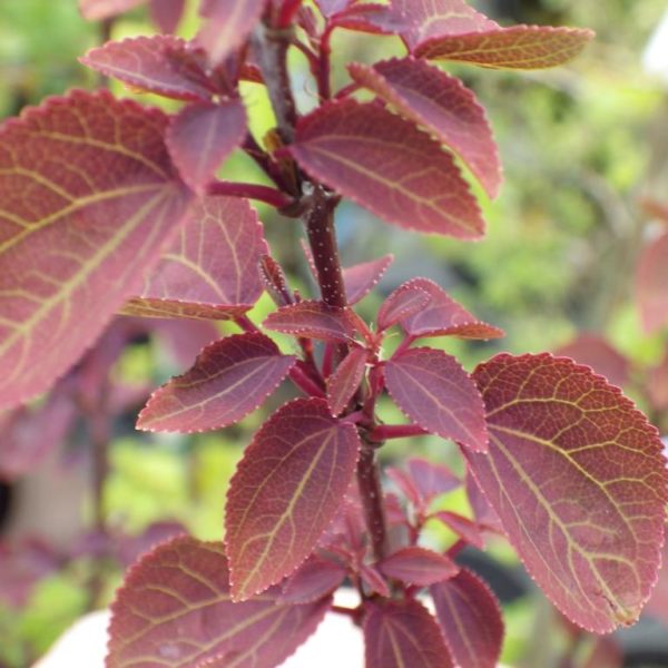 Cercidiphyllum jap. 'Rotfuchs' | Erica Garden
