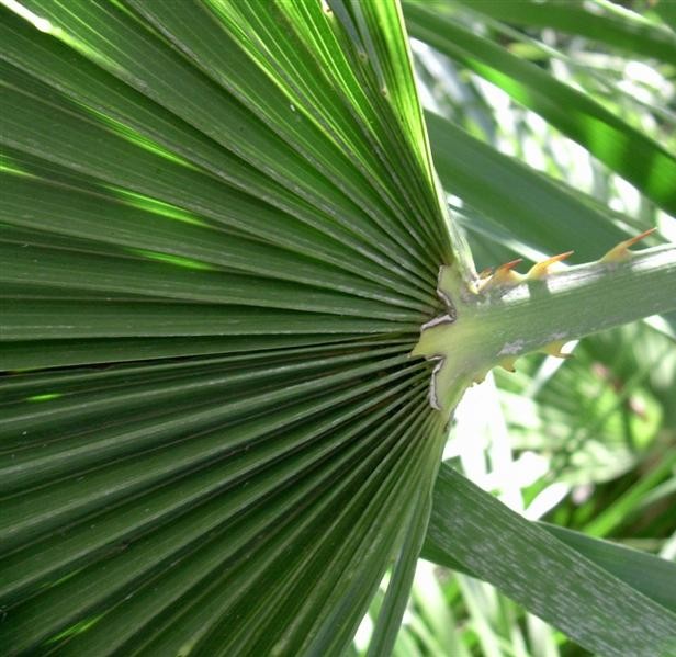 Chamaerops excelsa = Trachycarpus fortunei | Erica Garden