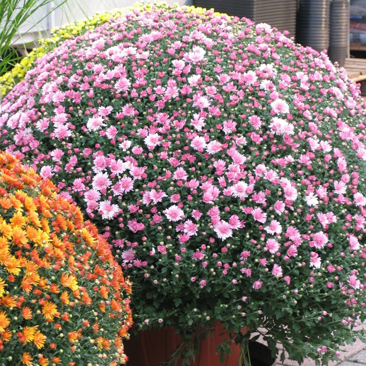 Chrysant | Erica Garden