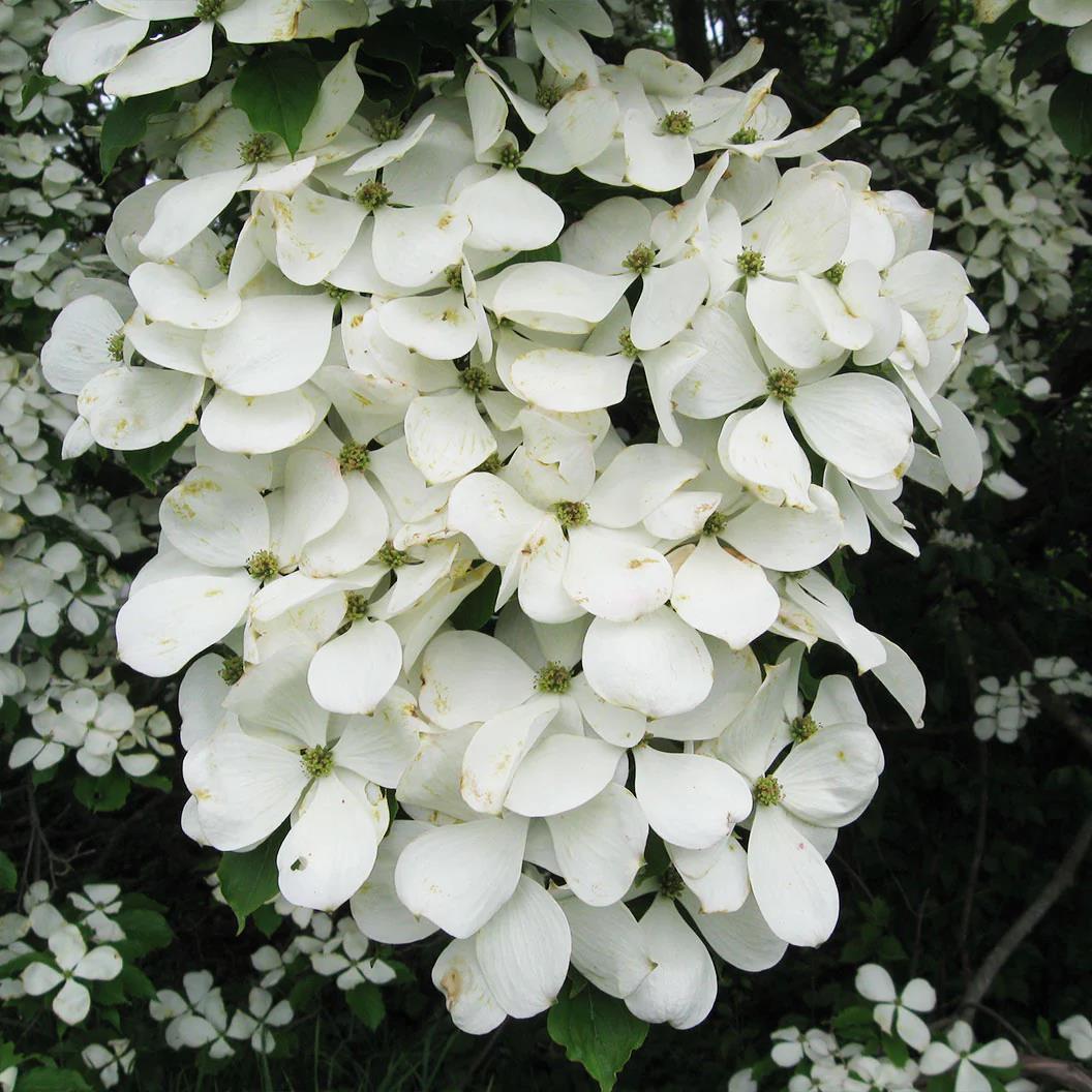 Cornus ‘Rutcan’ ('Constellation'®) | Erica Garden