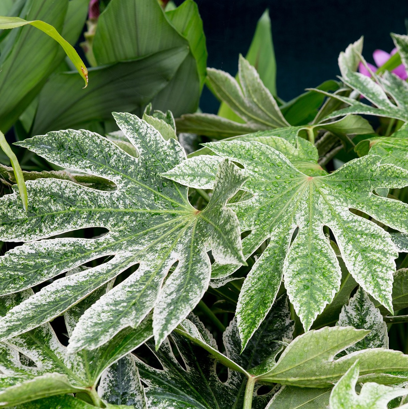 Fatsia japonica 'Variegata' | Erica Garden