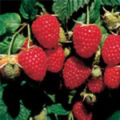 Framboos 'Himbo Top' HERFSTFRAMBOOS | Erica Garden