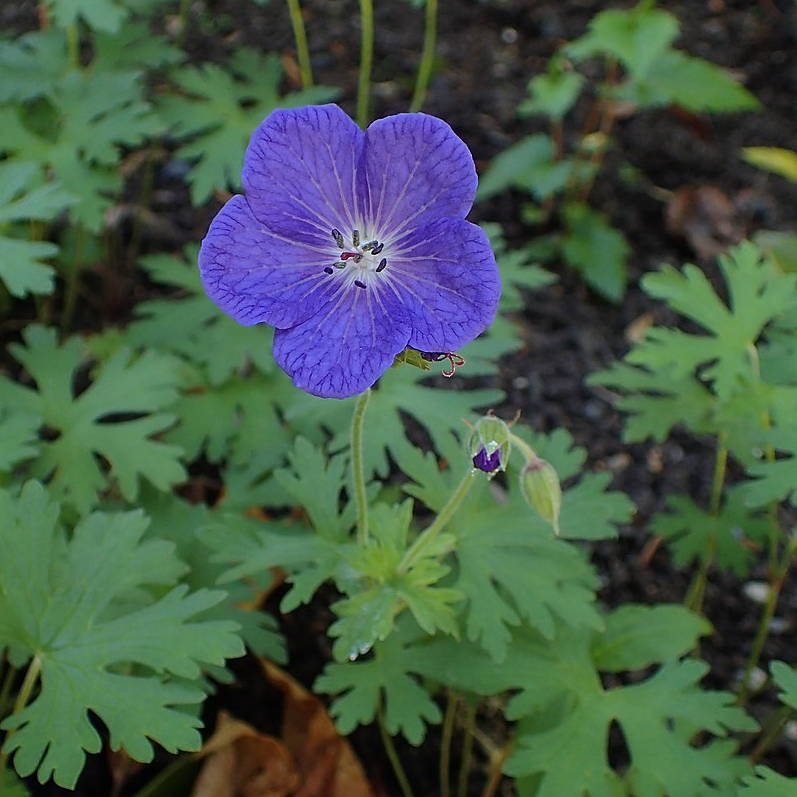 Geranium himal. 'Baby Blue' | Erica Garden