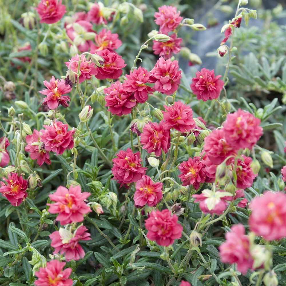 Helianthemum 'Cerise Queen' | Erica Garden
