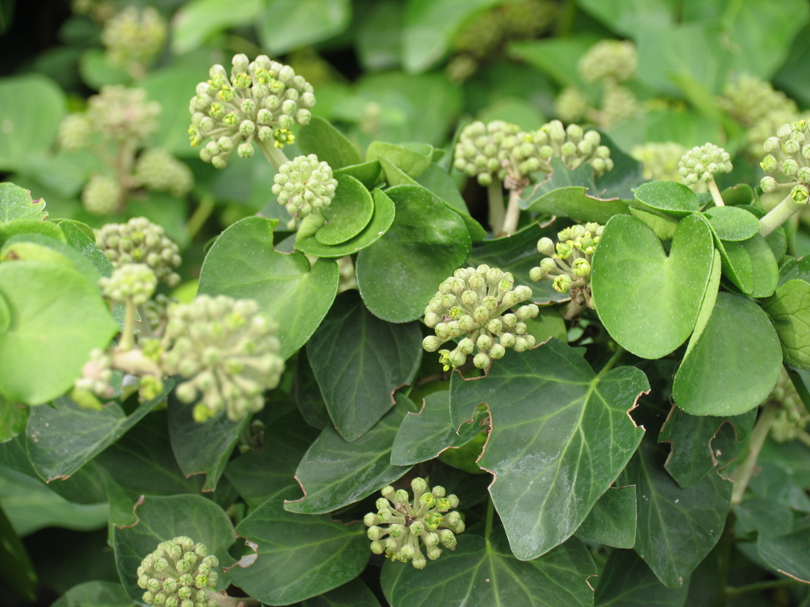 Hedera helix 'Arbori Compact' | Erica Garden