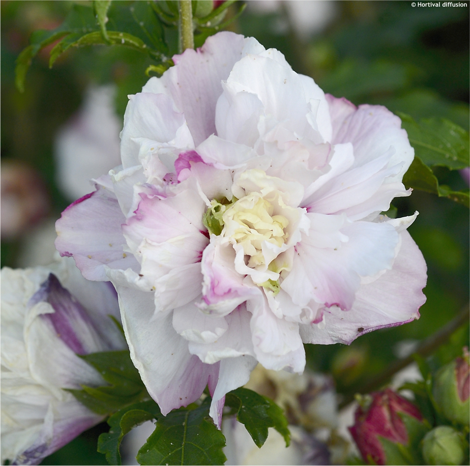 Hibiscus syr. 'French Cabaret PASTEL' | Erica Garden