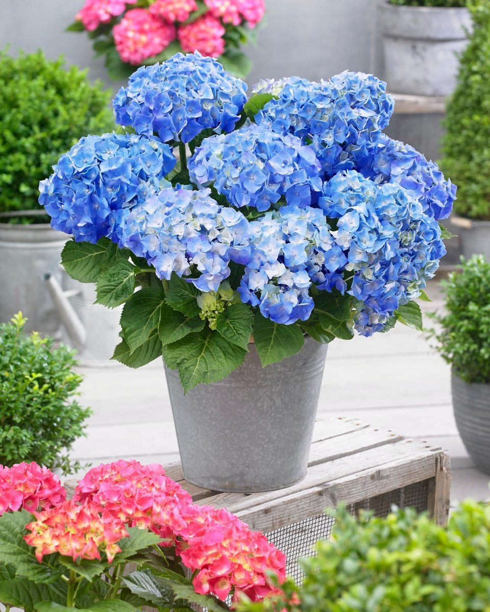 Hydrangea macr. 'Little Blue' | Erica Garden Hydrangea macr. 'Little Blue' | Erica Garden
