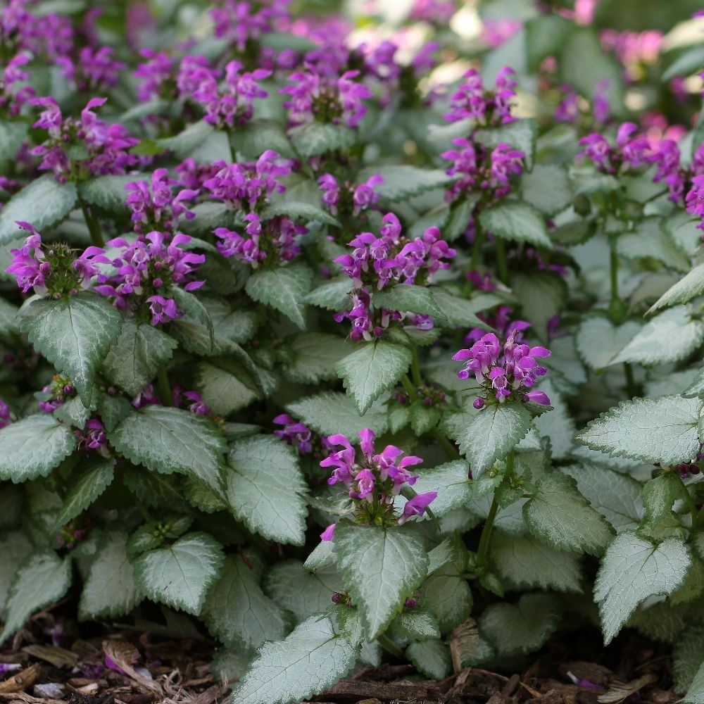 Lamium mac. 'Beacon Silver' | Erica Garden
