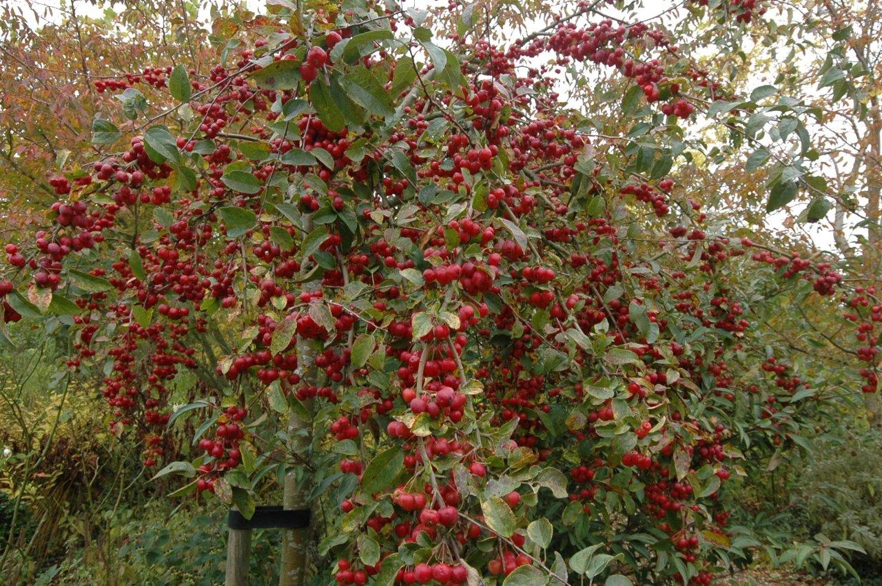 Malus 'Red Sentinel' | Erica Garden