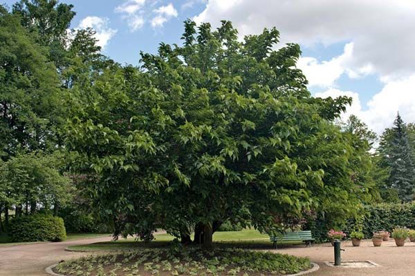 Morus platanifolia | Erica Garden