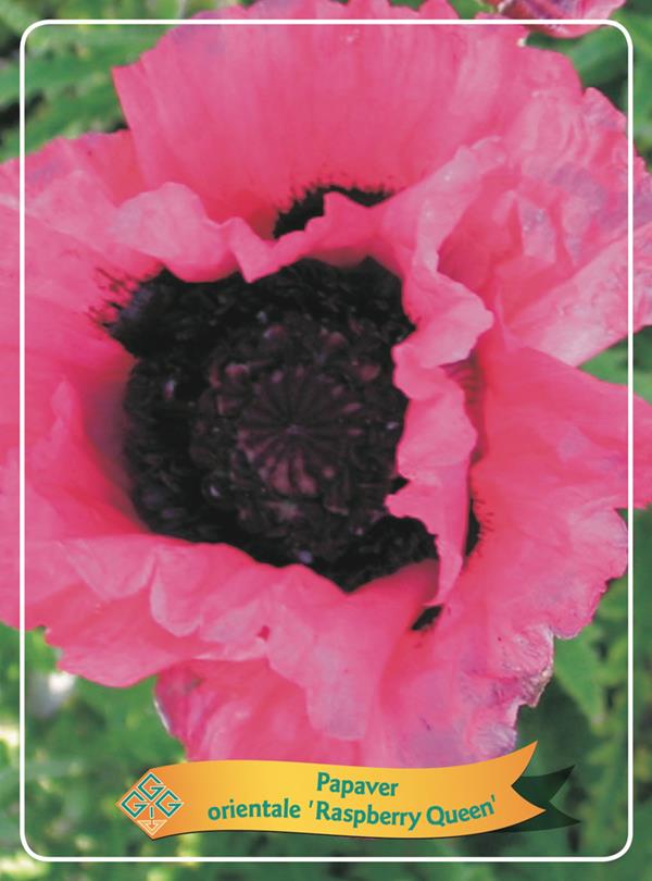 Papaver 'Raspberry Queen' | Erica Garden