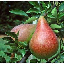 Peer RODE zuilpeer | Erica Garden