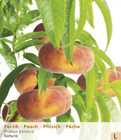 Perzik 'SATURN' | Erica Garden