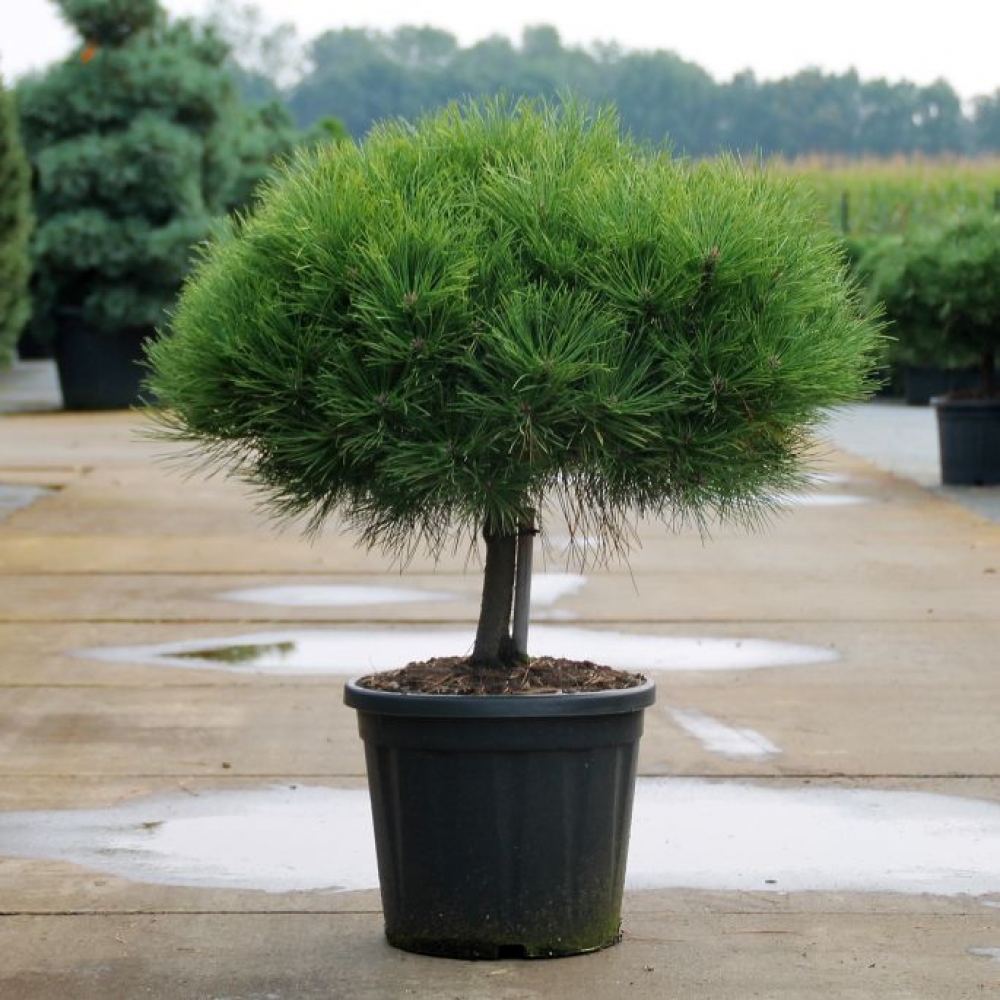 Pinus nigra 'Brepo' | Erica Garden