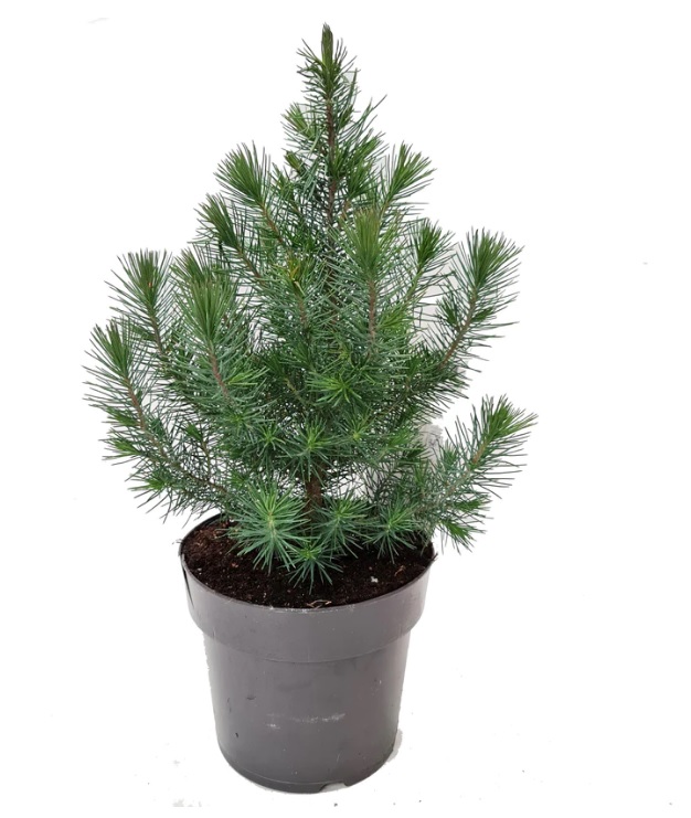 Picea pinea 'Silver Crest' KERSTBOOM | Erica Garden