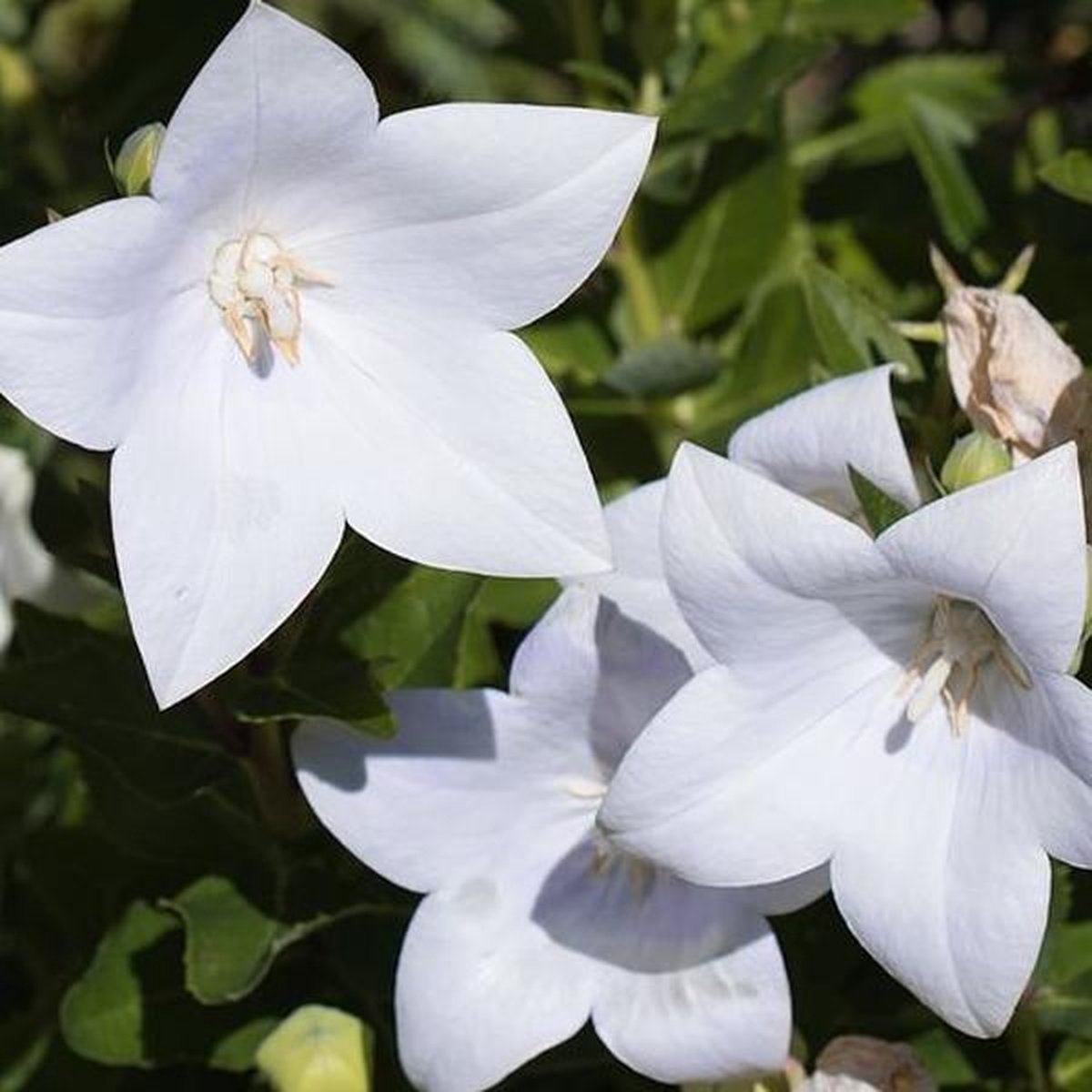 Platycodon grandiflorus 'Fuji White' | Erica Garden