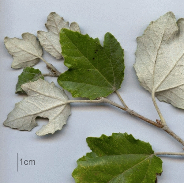 Populus alba 'Nivea' | Erica Garden