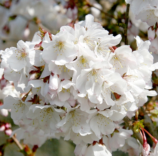 Prunus nip. 'Brilliant' | Erica Garden