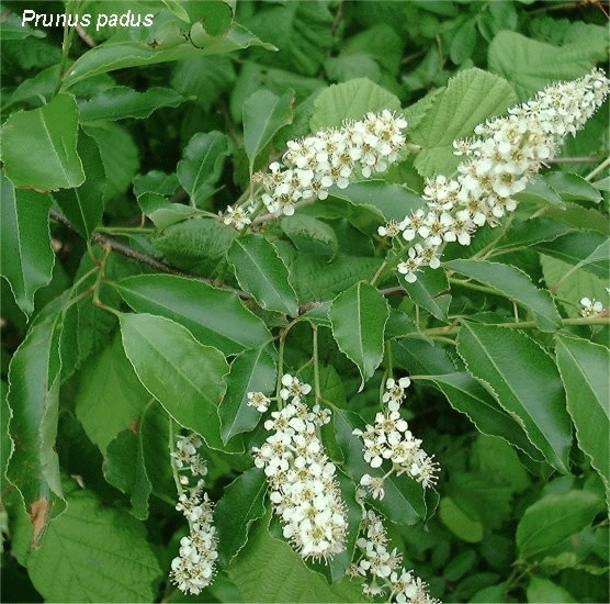 Prunus padus | Erica Garden