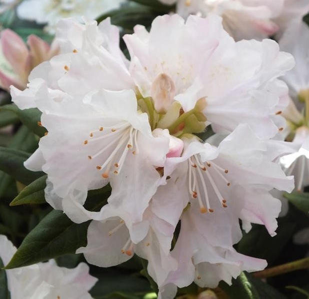 Dwergrhodo 'Dora Amateis' | Erica Garden