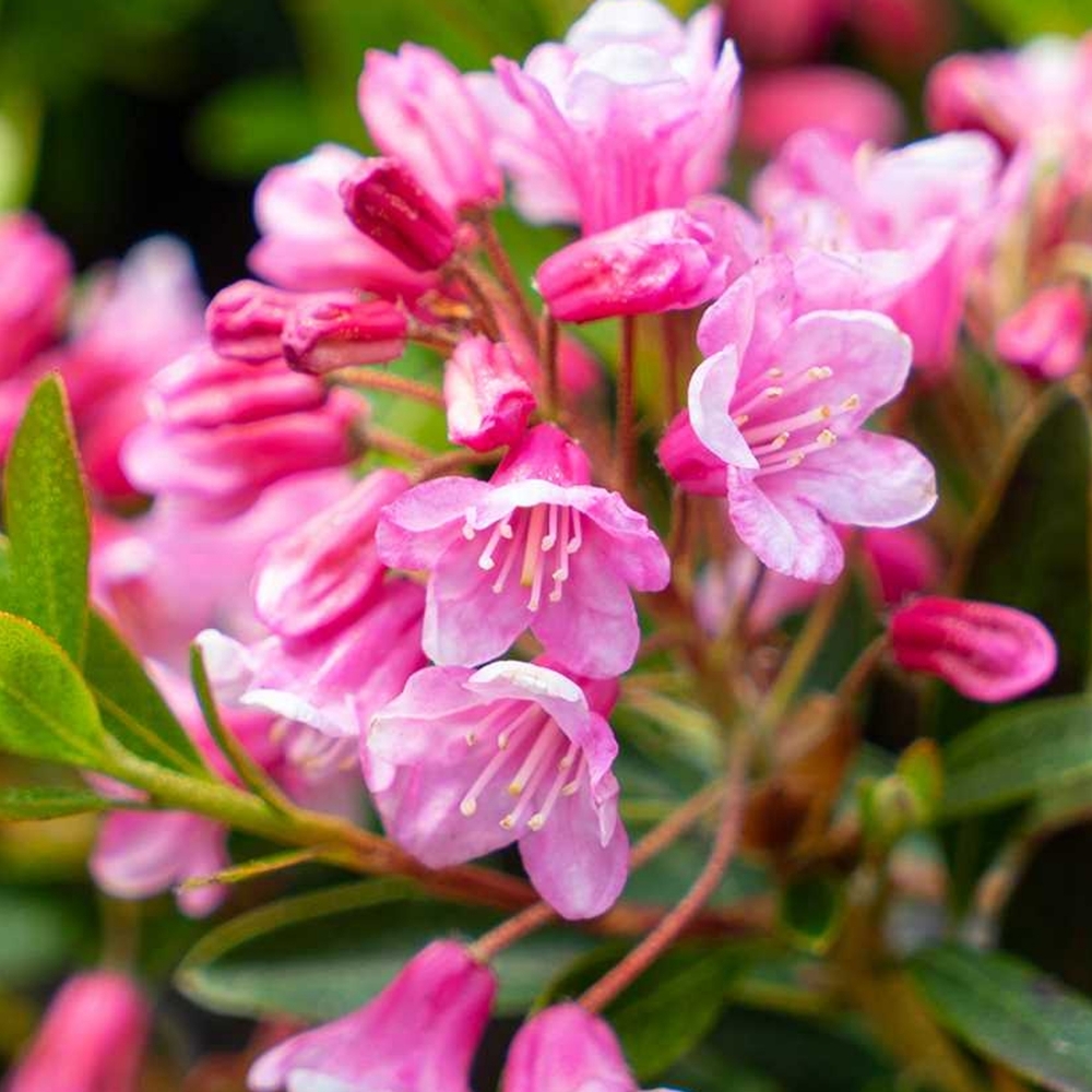 Rhododendron 'Bloombux'® magenta | Erica Garden