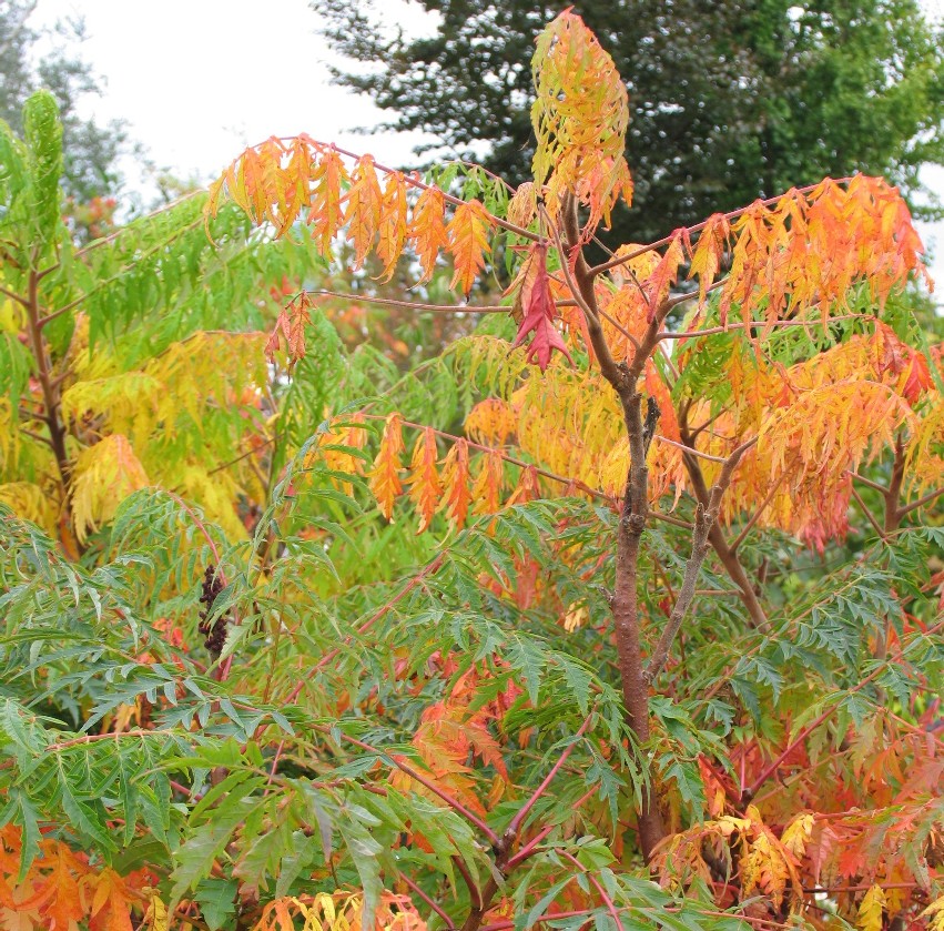 Rhus typhina 'Dissecta' | Erica Garden