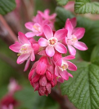 Ribes sanguineum | Erica Garden