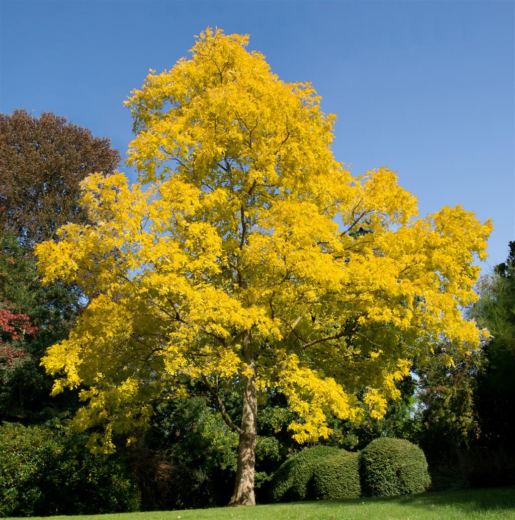 Robinia pseud. 'Frisia' | Erica Garden