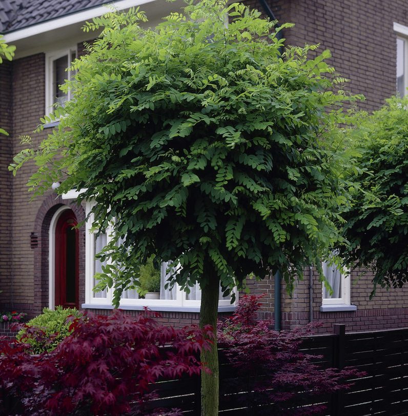 Robinia pseud. 'Umbraculifera' | Erica Garden