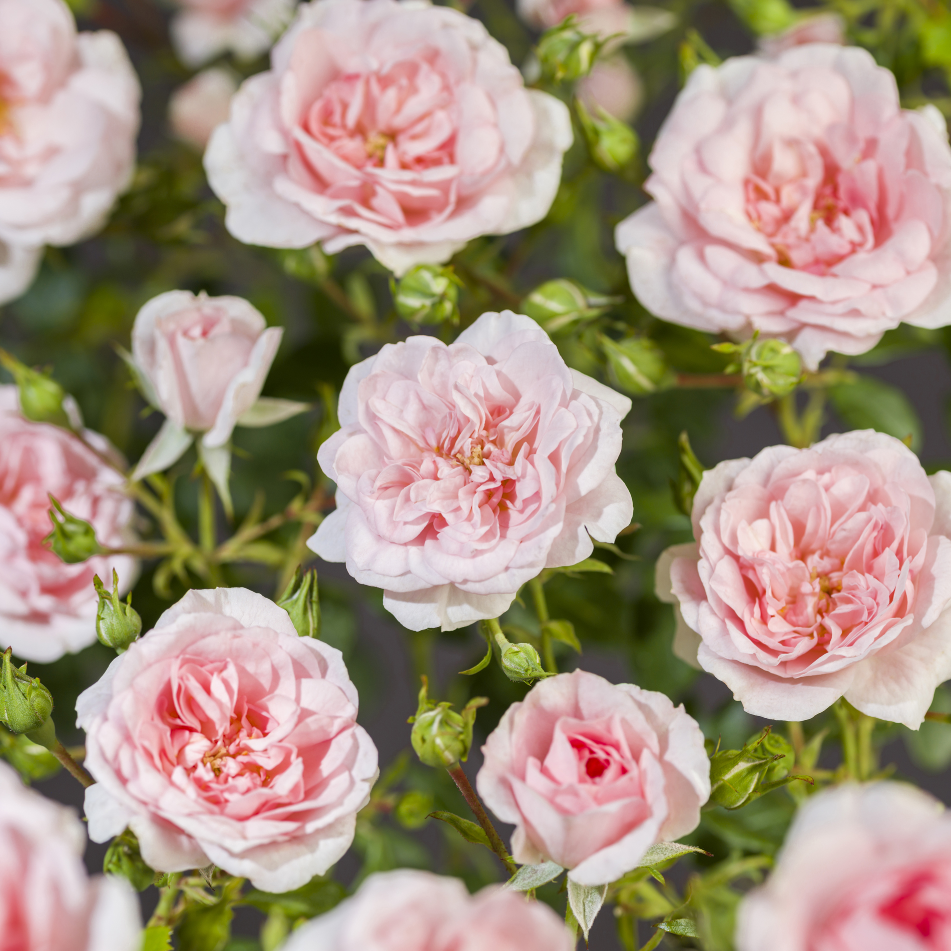 'Sweet Romanza'® Trosroos | Erica Garden