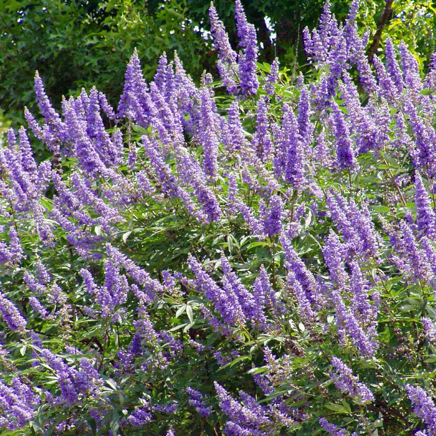 Vitex agnus-castus | Erica Garden