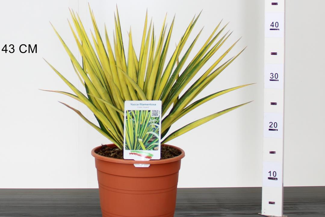 Yucca fil. 'Color Guard' | Erica Garden